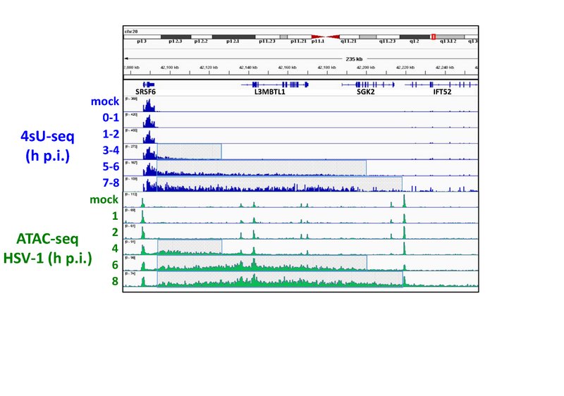 Research - Institut für Virologie und Immunbiologie