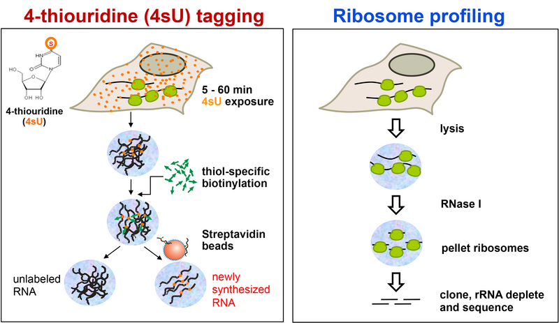 Research - Institut für Virologie und Immunbiologie